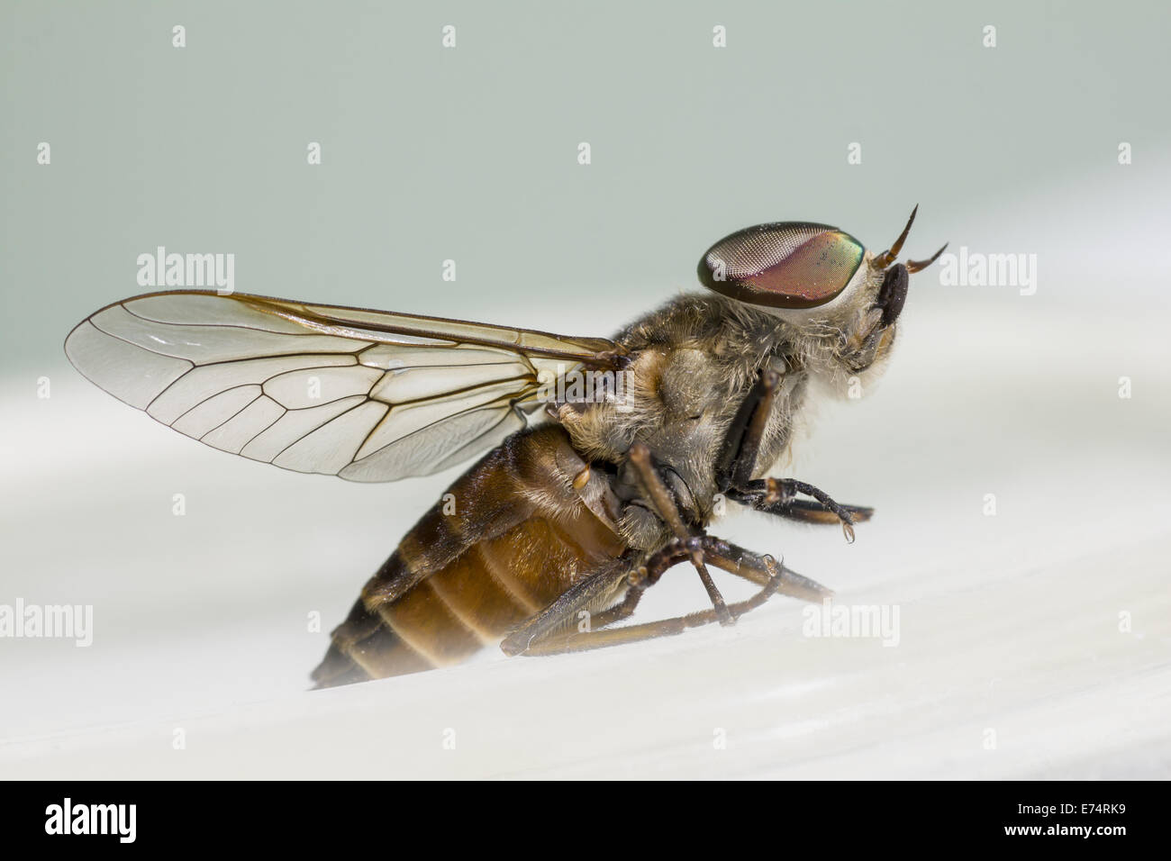 Botfly hi-res stock photography and images - Alamy