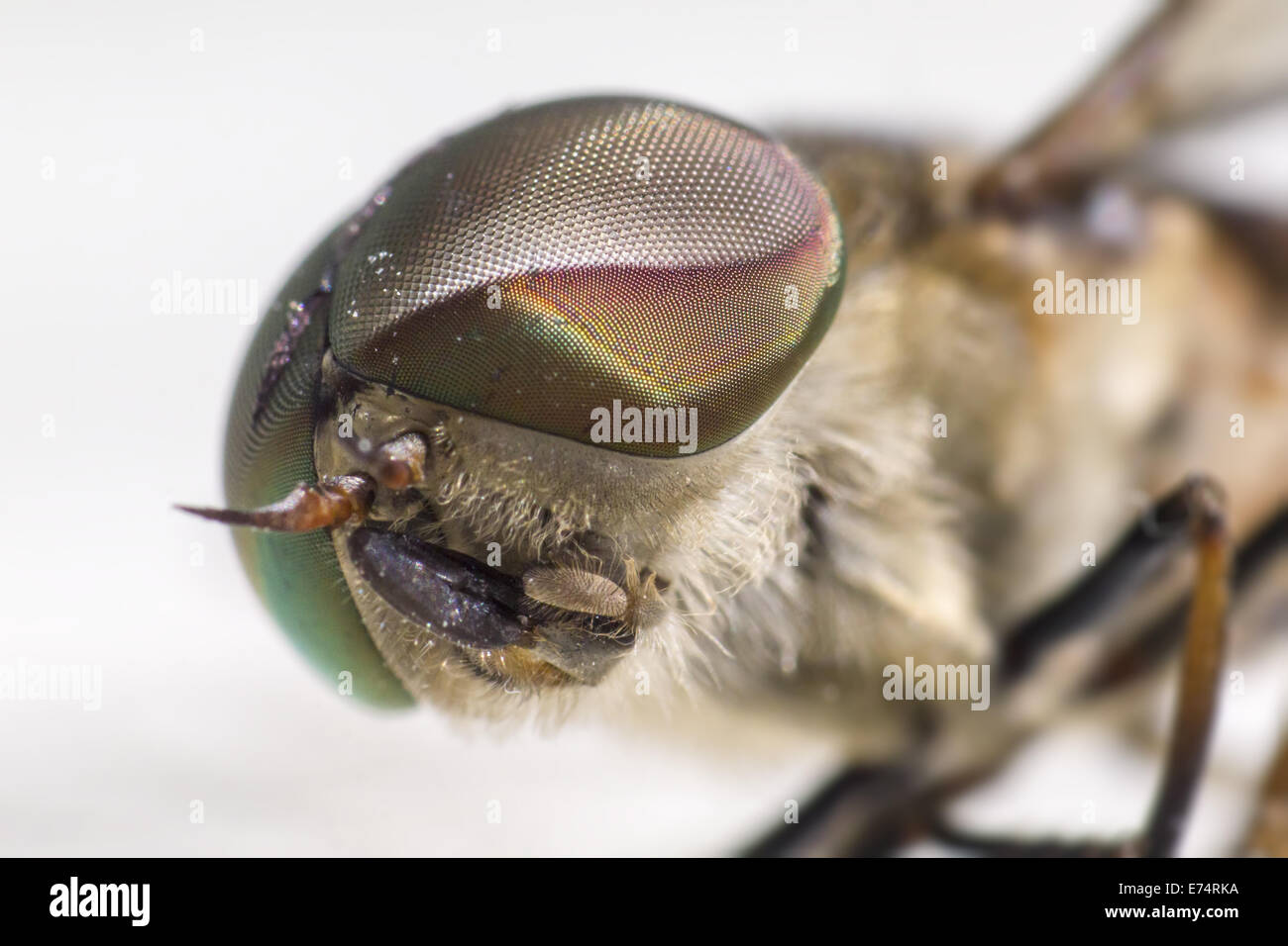 The gadfly hi-res stock photography and images - Alamy