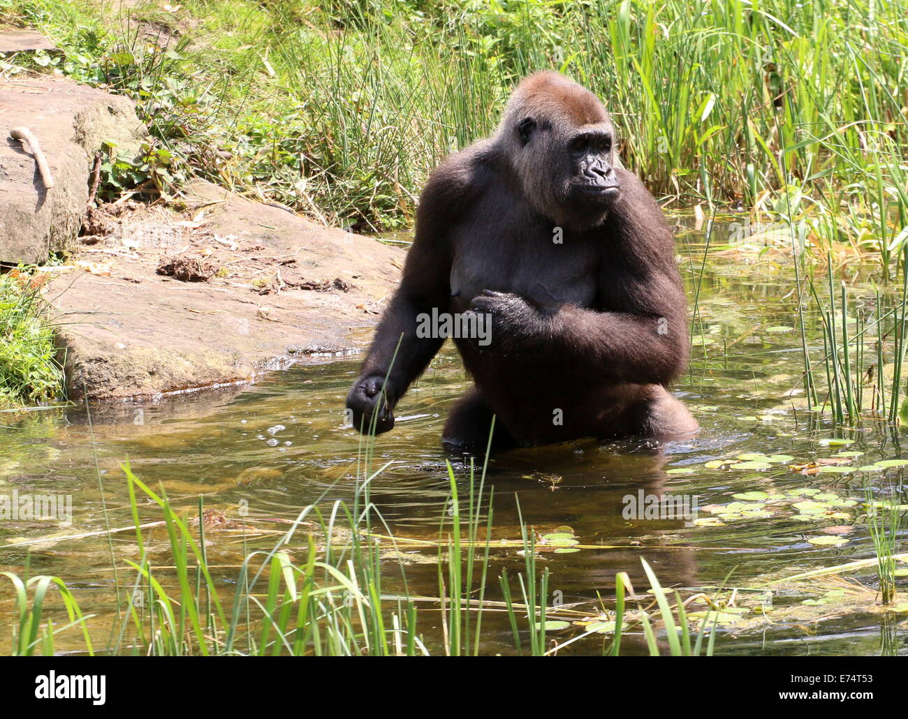 Gorilla bathing apenheul zoo netherlands hi-res stock photography and ...