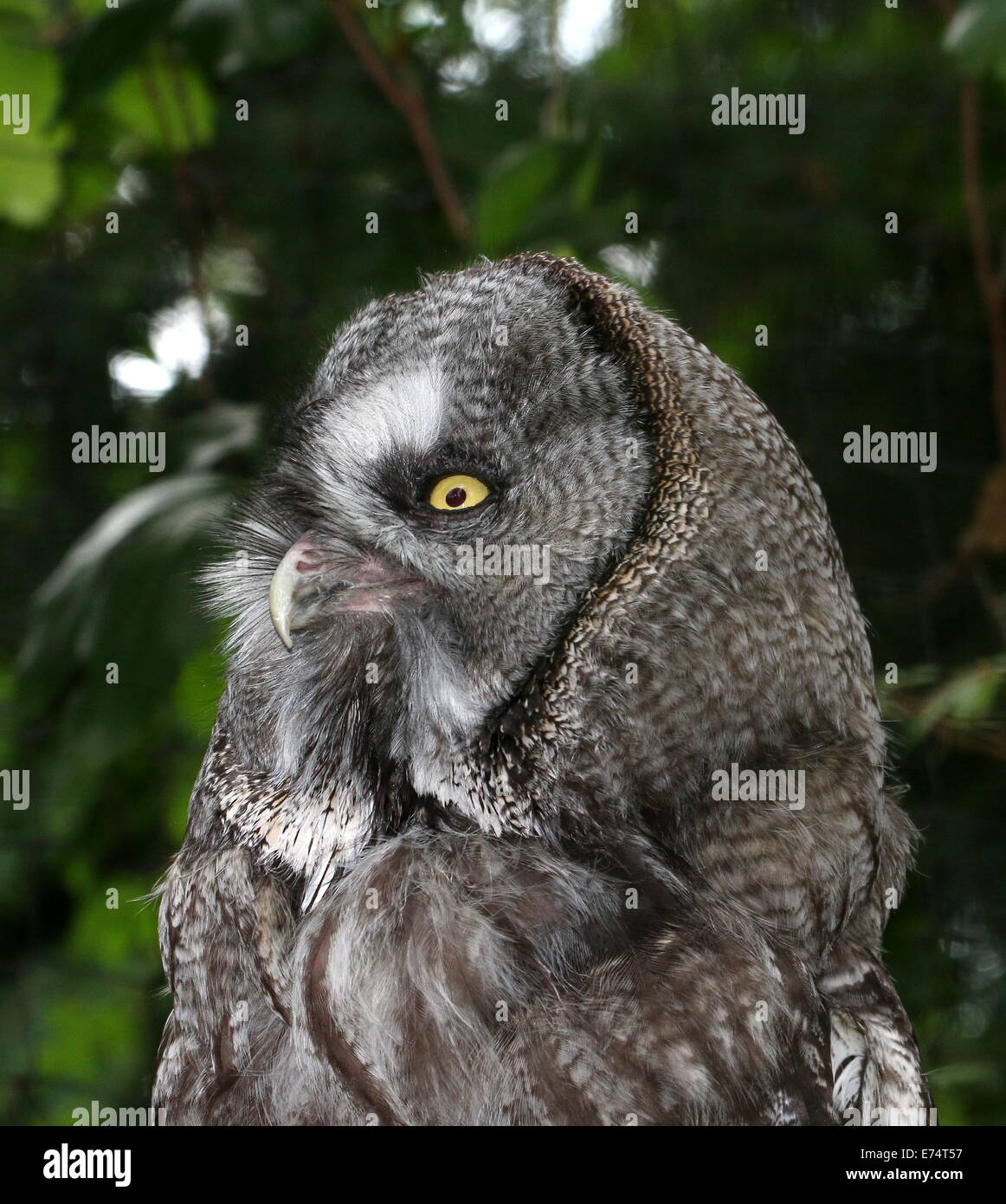 Sooty grey body hi-res stock photography and images - Alamy