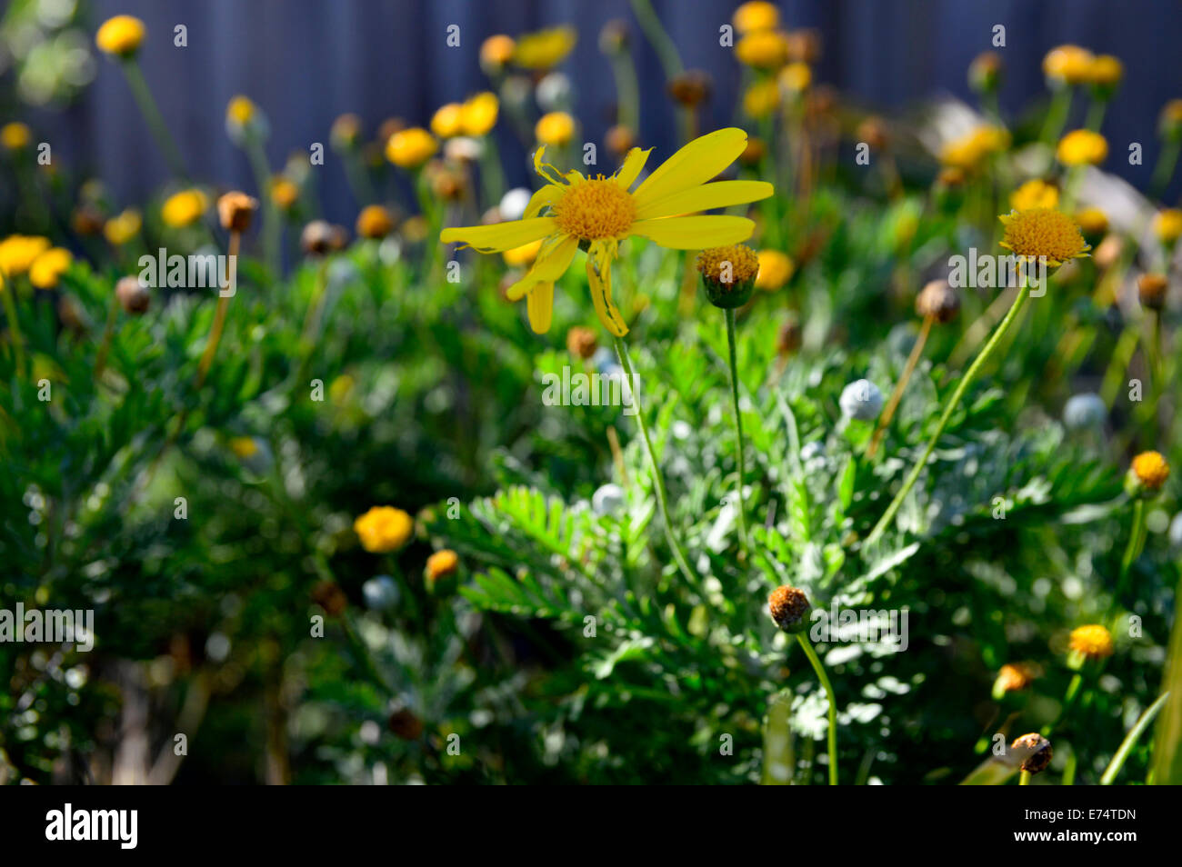 Yellow daisy flowers Stock Photo - Alamy