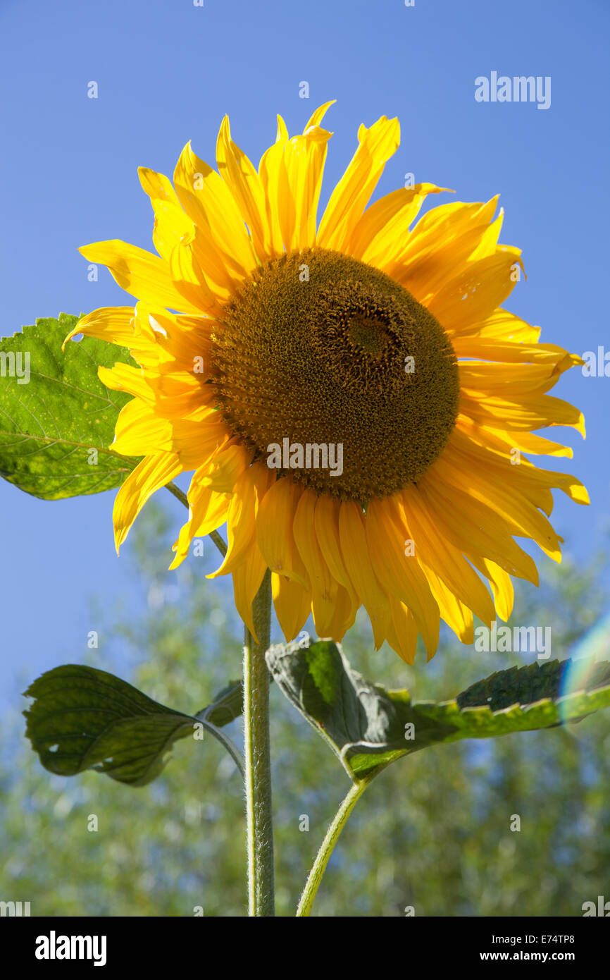 Sunflower trees hi-res stock photography and images - Alamy