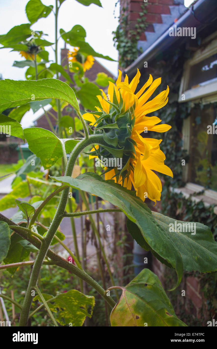 Sunflower trees hi-res stock photography and images - Alamy