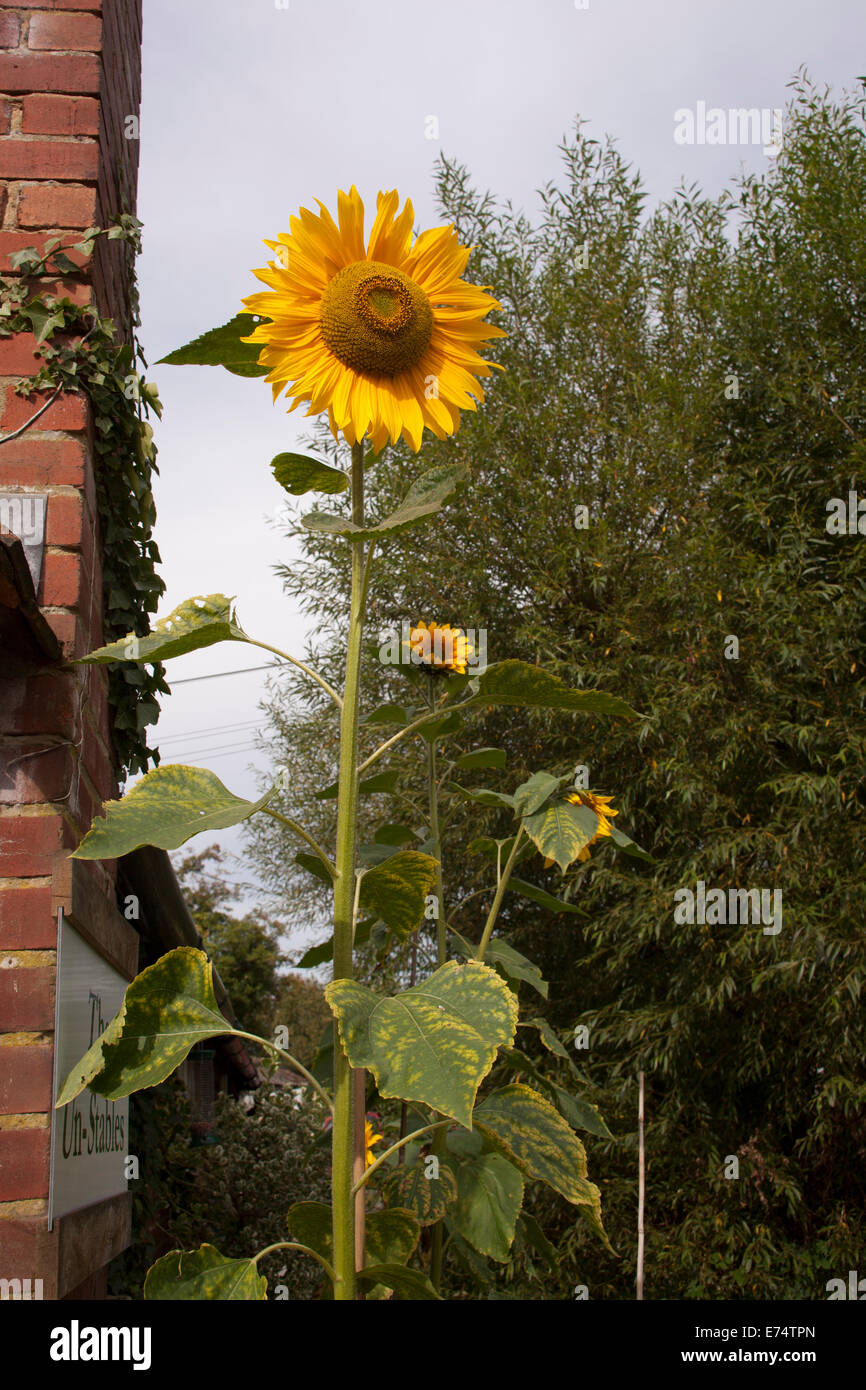 Sunflower tall hi-res stock photography and images - Alamy