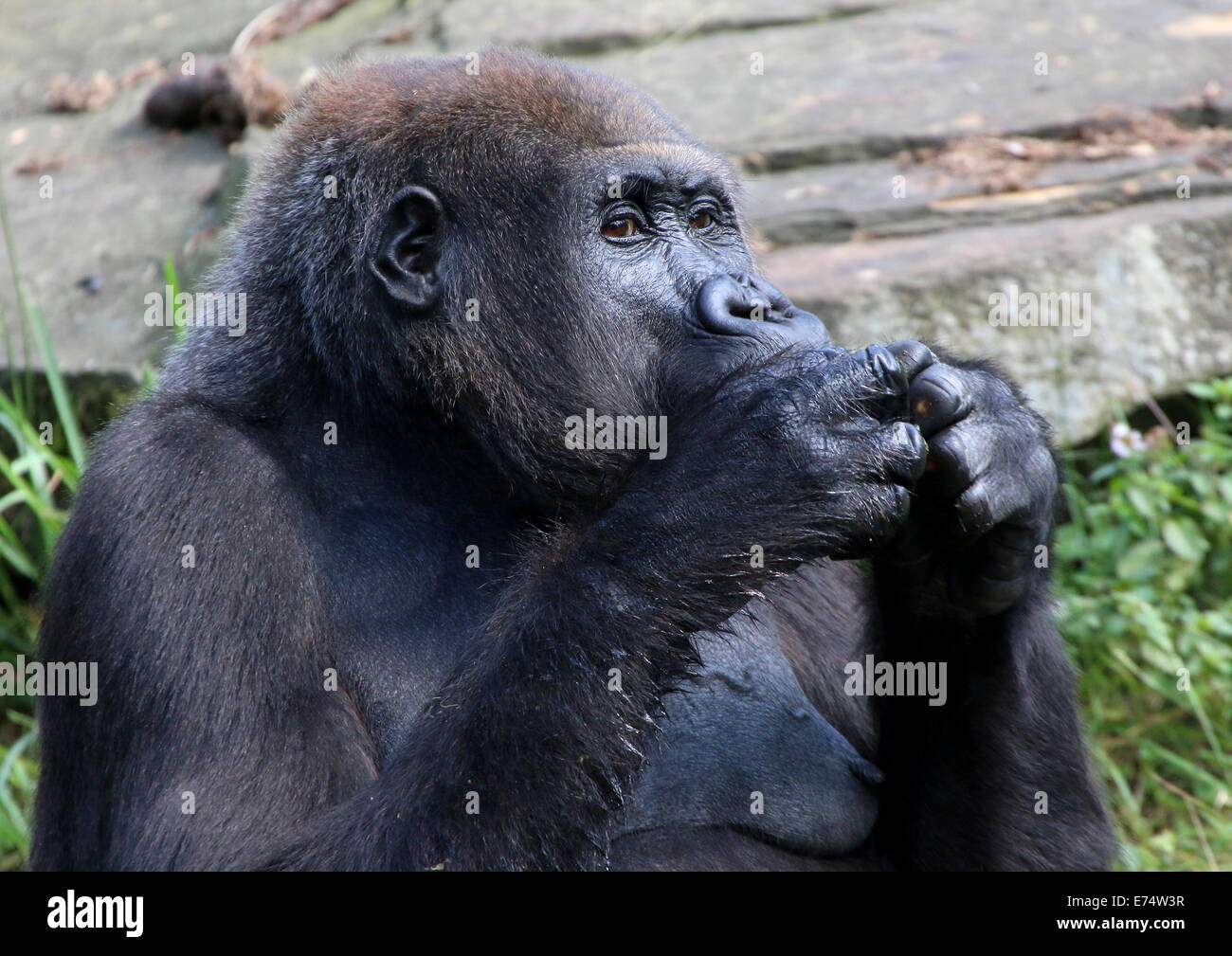 Young male Western lowland gorilla eating a snack Stock Photo - Alamy