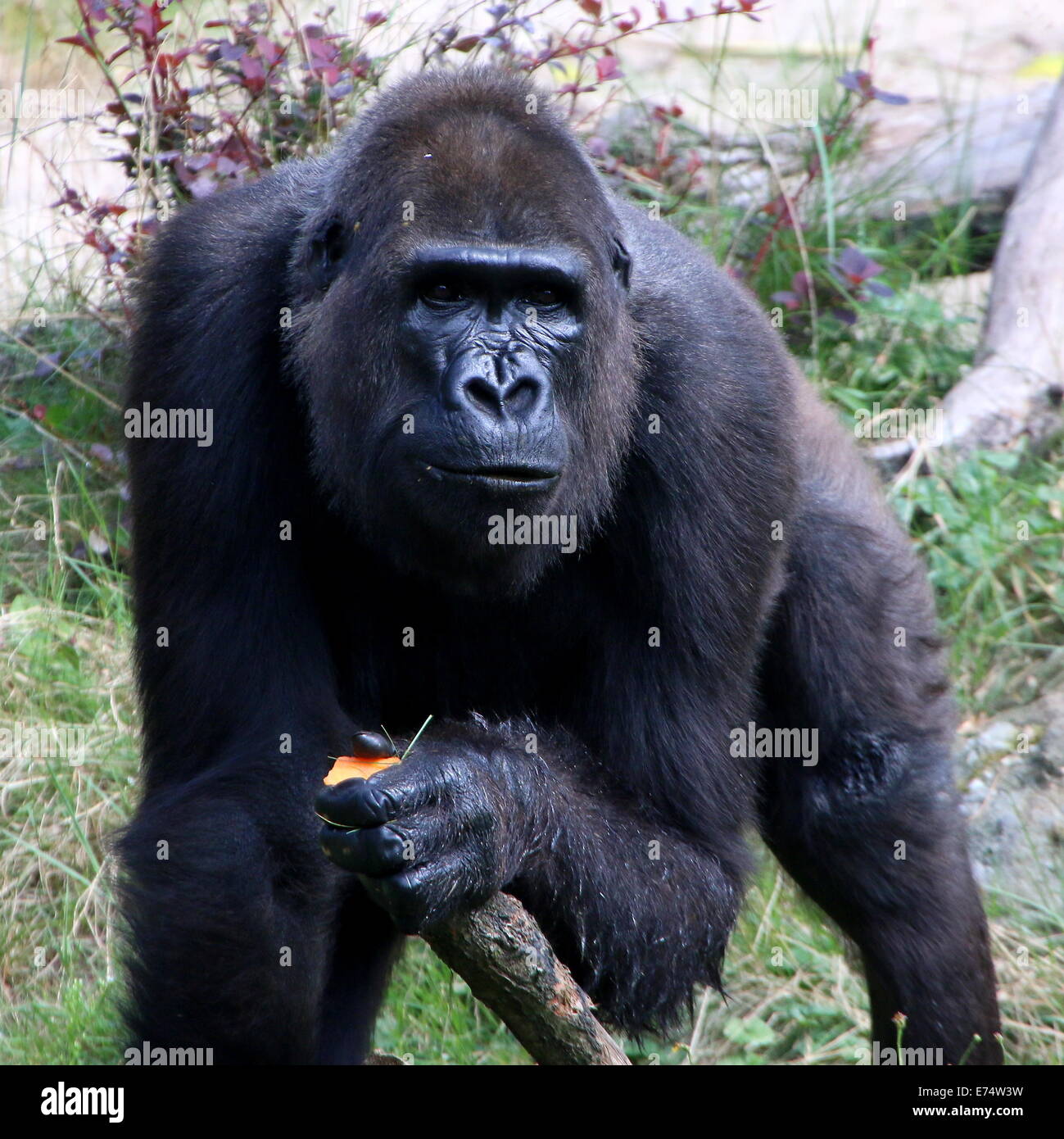 Young male Gorilla portrait, leaning on a stick, intimidating pose ...