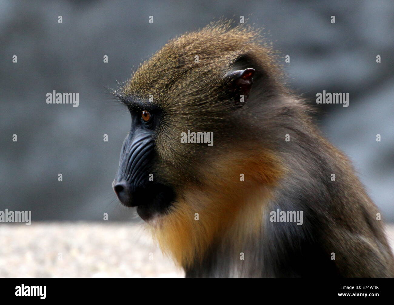 Juvenile Mandrill monkey (Mandrillus sphinx) seen in profile Stock ...