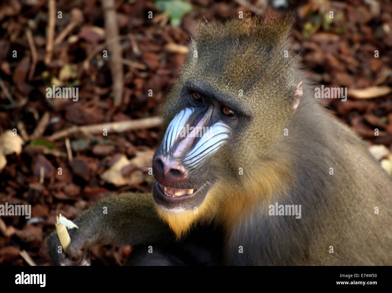 Close-up of the colourful face of a young male Mandrill monkey ...