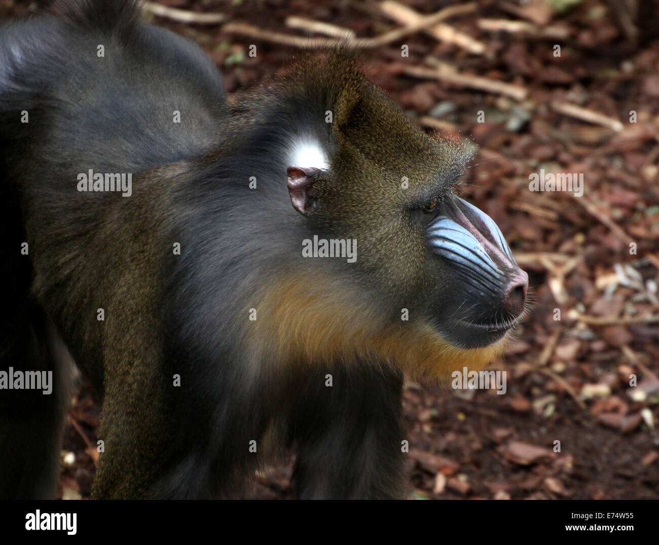 Close-up of the colourful face of a juvenile male Mandrill monkey ...