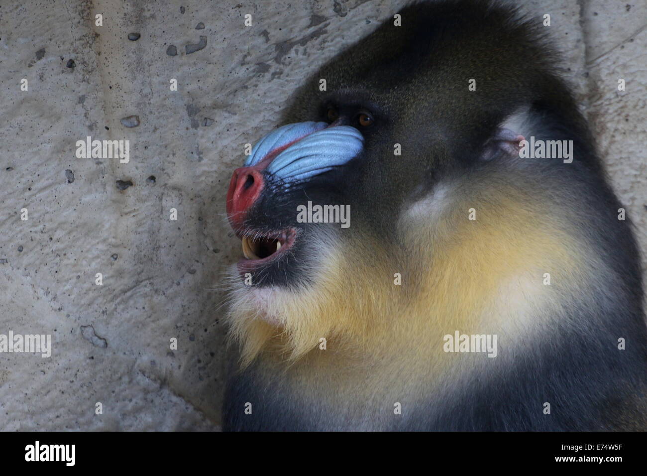 Mandrills in the wild hi-res stock photography and images - Alamy