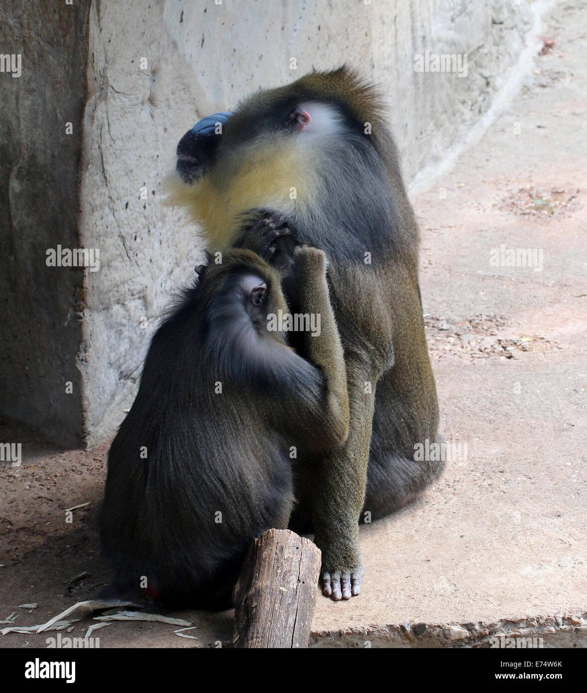 Female grooming a mature male Mandrill monkey (Mandrillus sphinx Stock ...