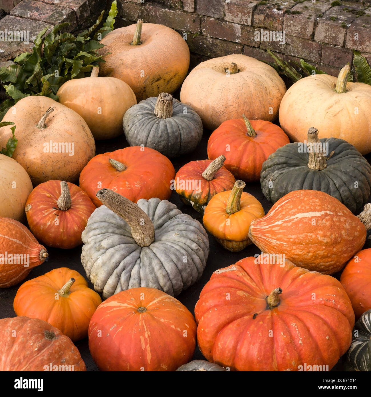 Collection of Autumn pumpkins Stock Photo - Alamy