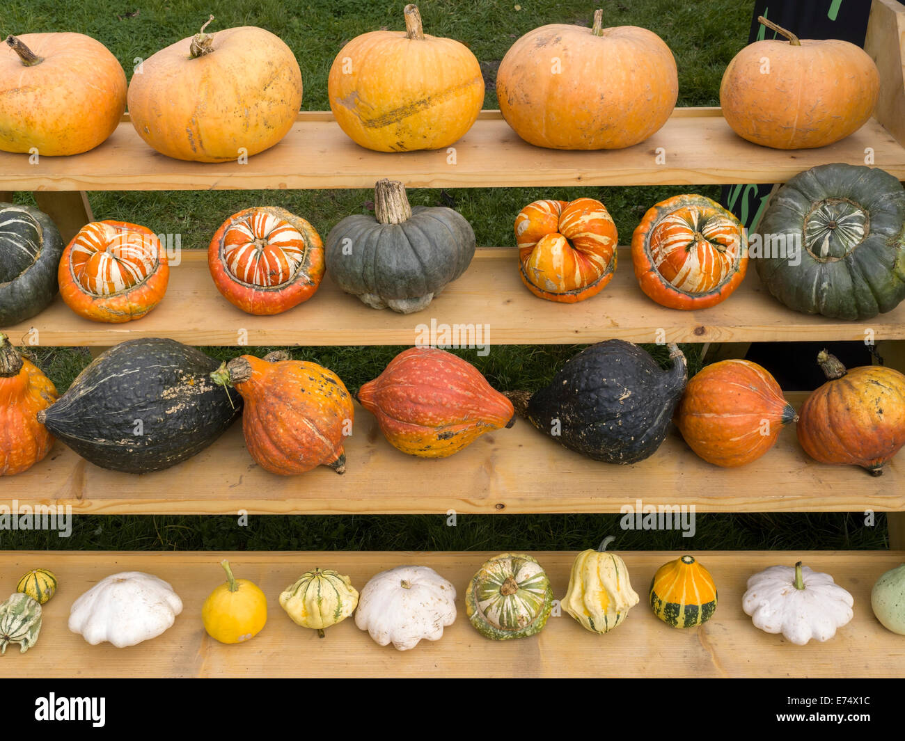 Ornamental gourds hi-res stock photography and images - Alamy