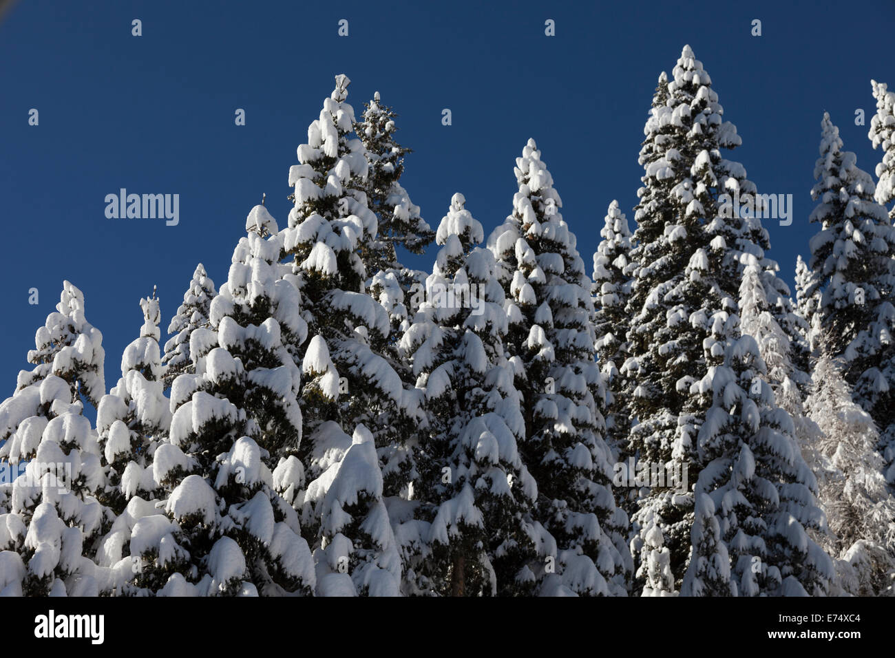 Wild Winter Landscape with spruce tree forest covered by snow Stock ...