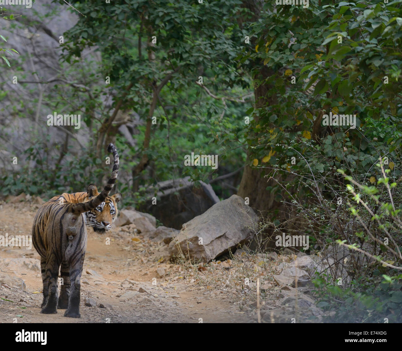 Tiger looking back Stock Photo - Alamy