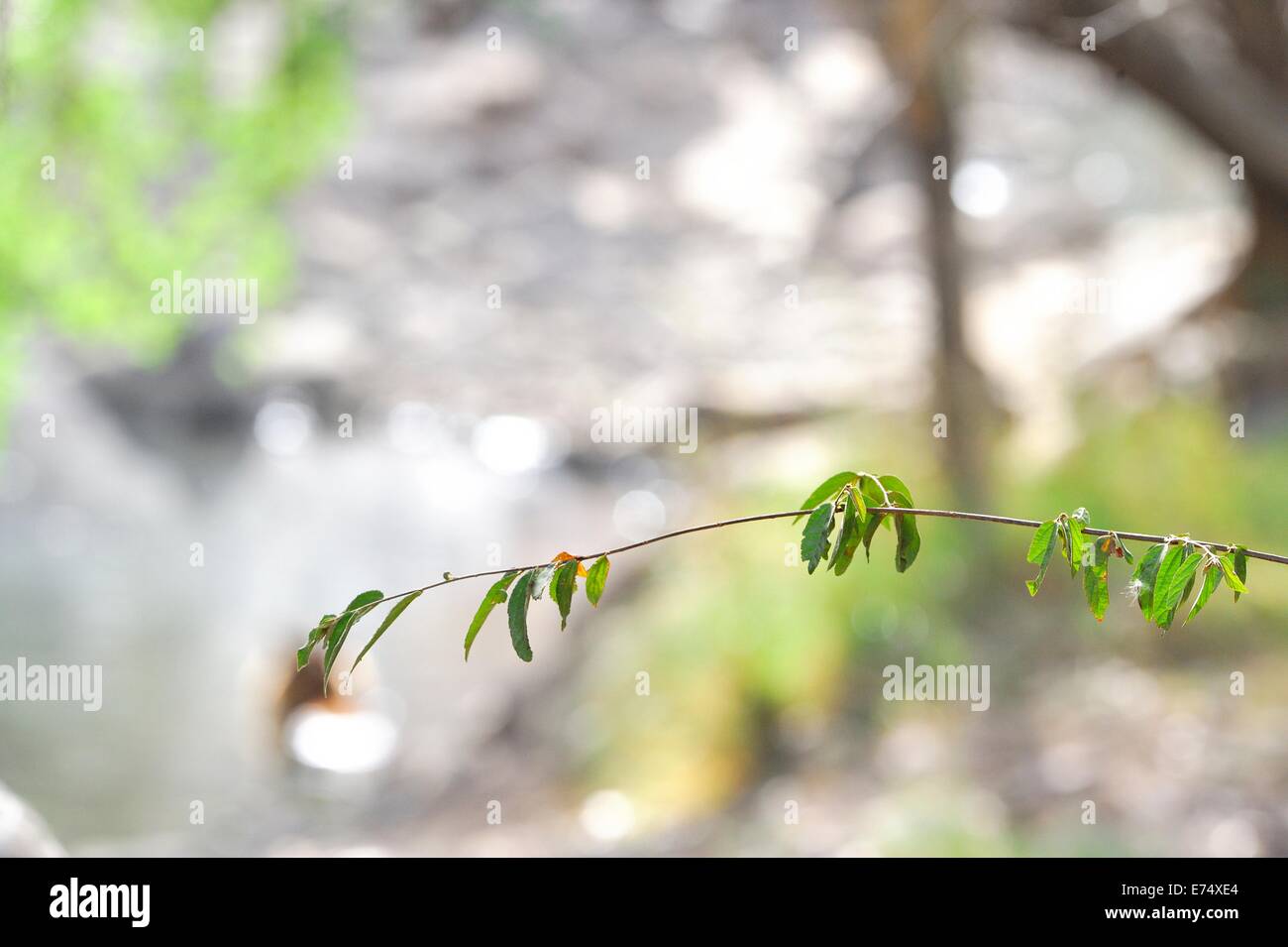 Branch with leaves Stock Photo - Alamy