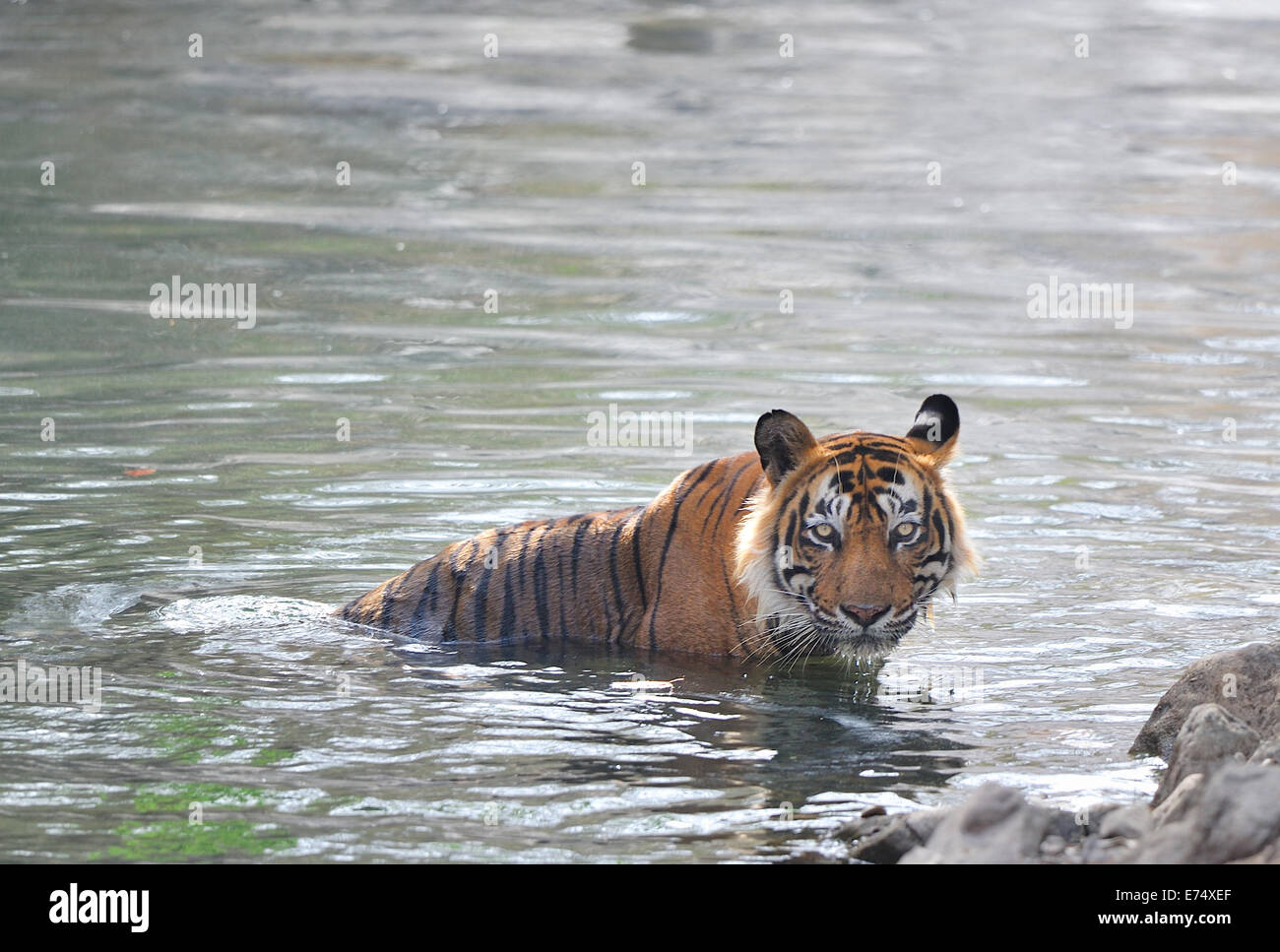 Tiger t24 hi-res stock photography and images - Alamy