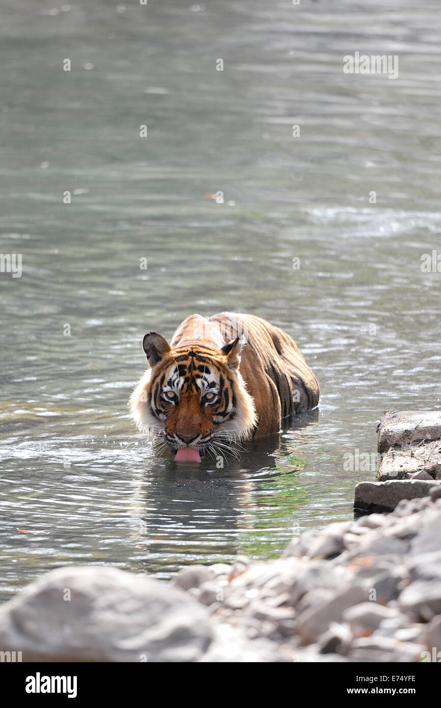 Tiger by water hi-res stock photography and images - Alamy
