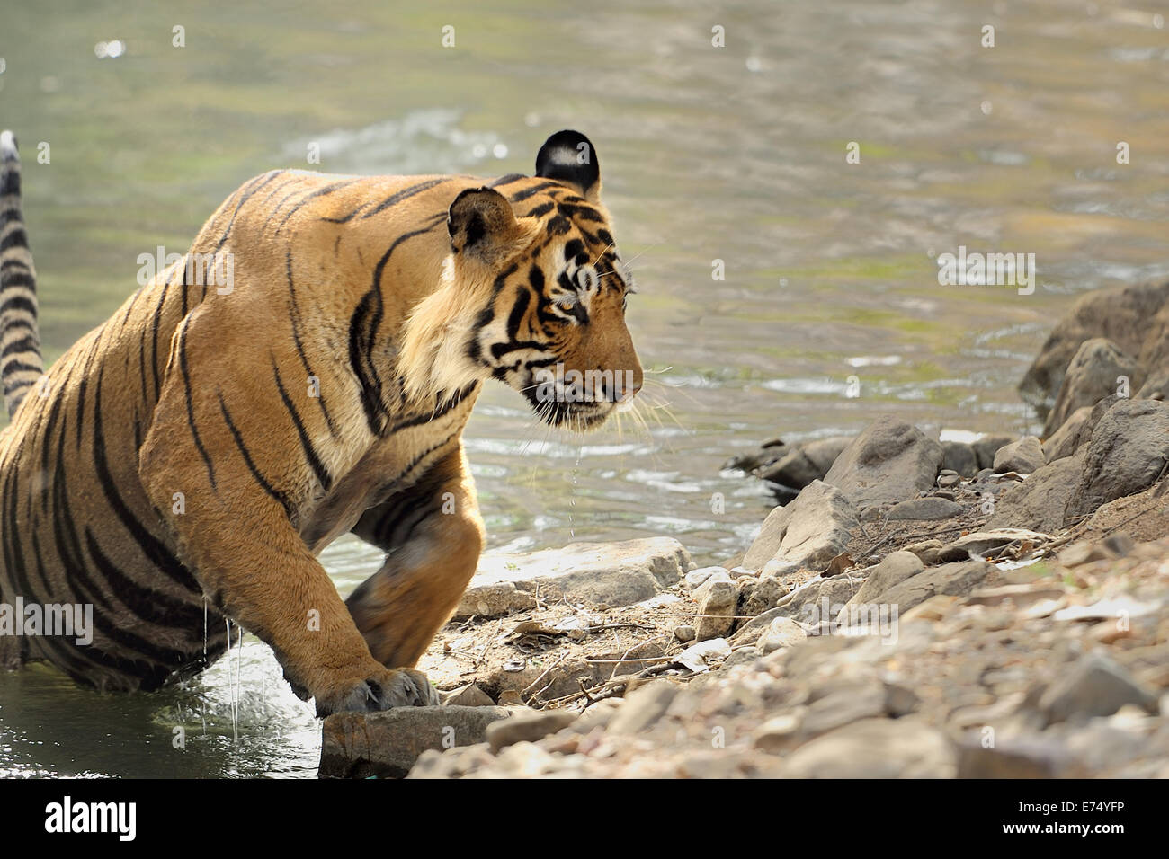 Tiger coming out of the water Stock Photo - Alamy