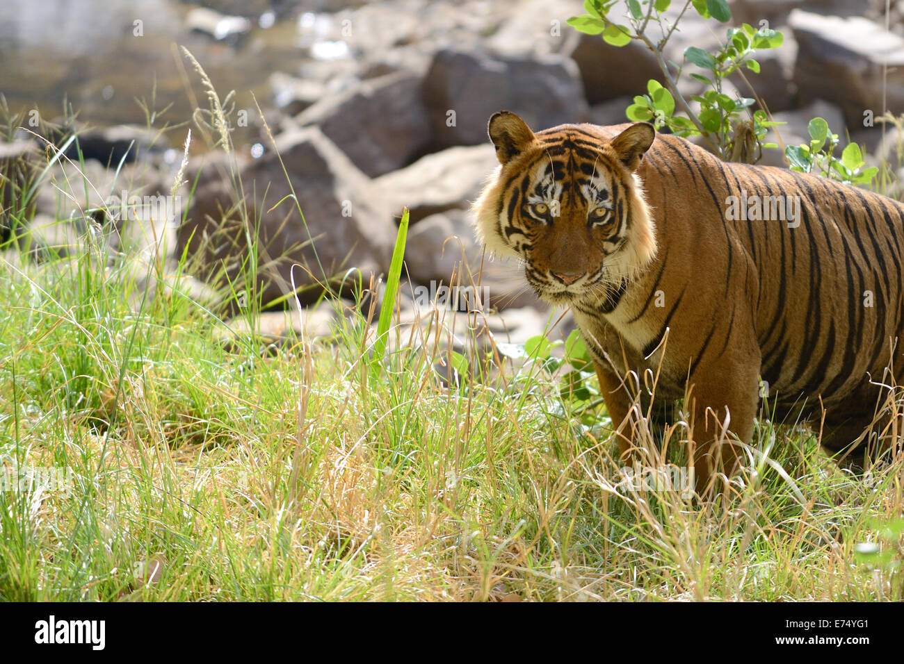 Tiger sitting hi-res stock photography and images - Alamy