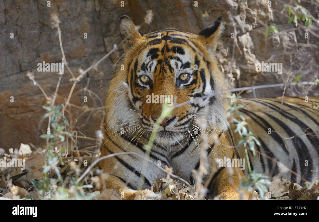 Tiger sitting hi-res stock photography and images - Alamy