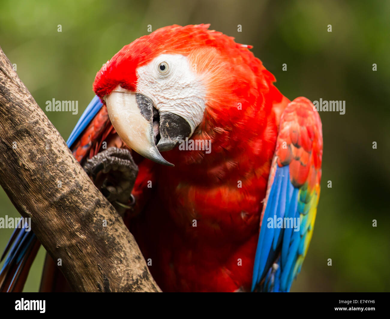 Portrait of colorful Scarlet Macaw parrot in Mexico Stock Photo - Alamy