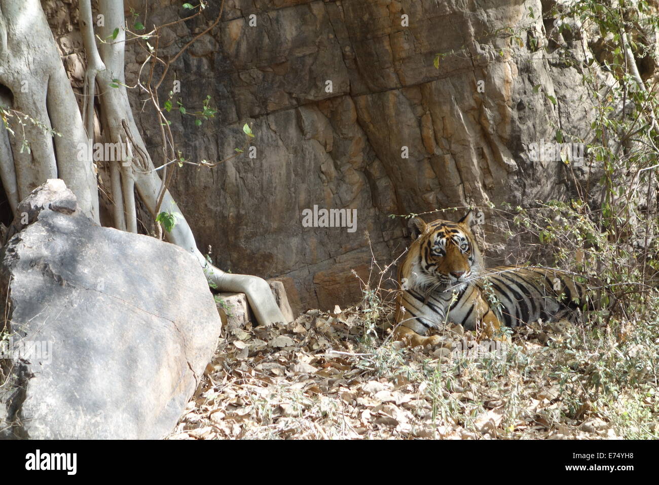 Tiger sitting hi-res stock photography and images - Alamy