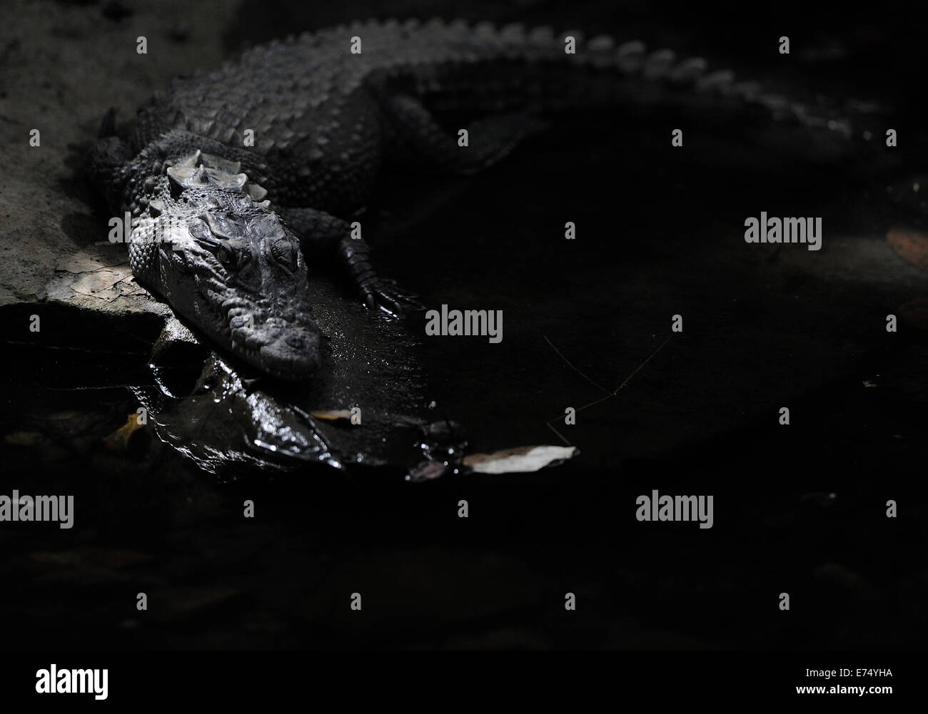 crocodile basking in the sunlight Stock Photo - Alamy