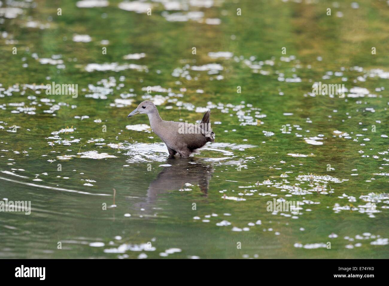 Brown crake standing in green water Stock Photo - Alamy