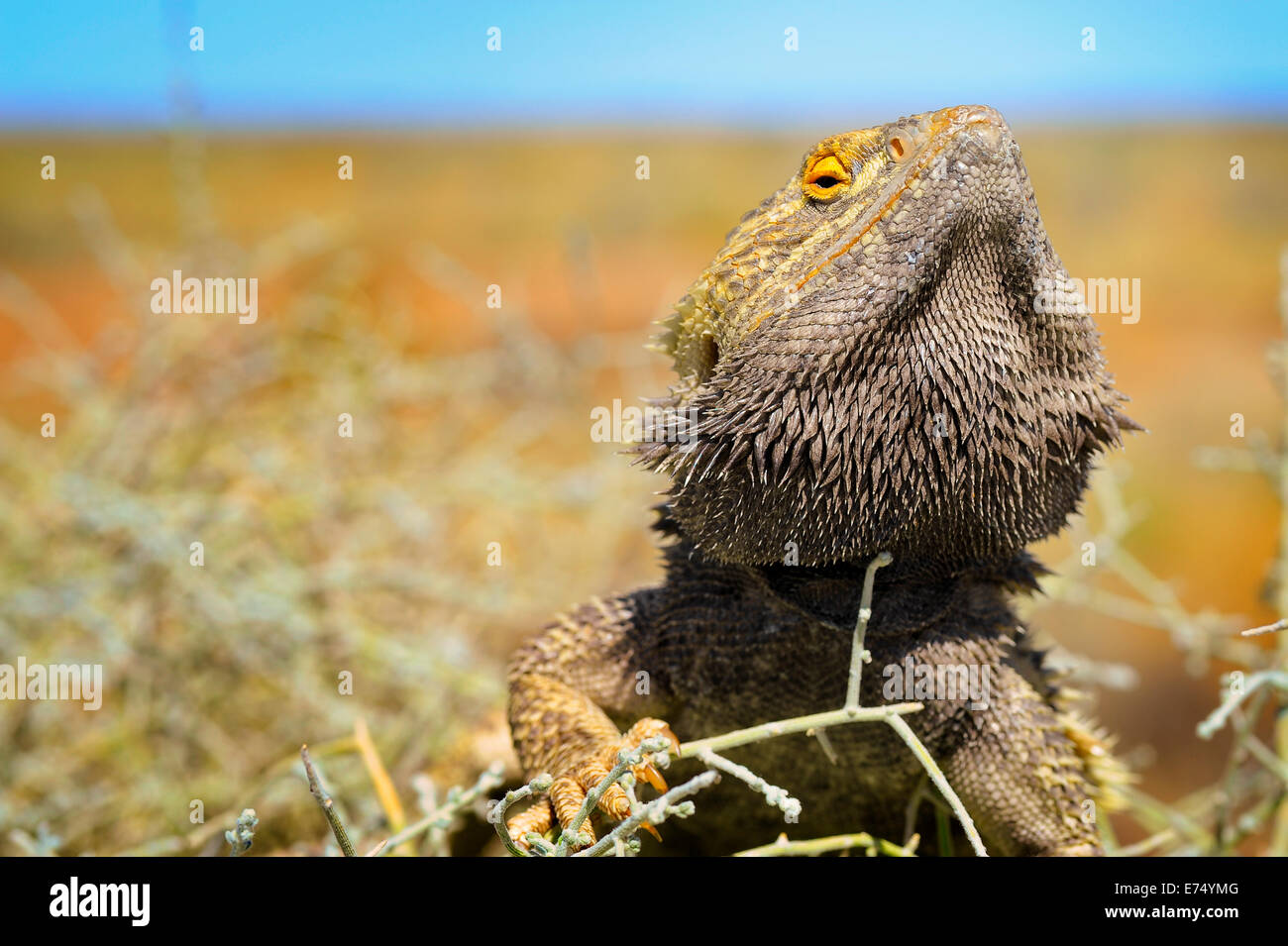 Bearded dragon claw hi-res stock photography and images - Alamy