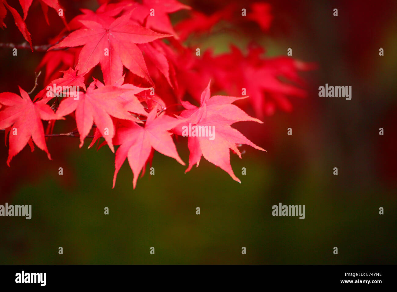 Autumn leaves in Japan Stock Photo - Alamy