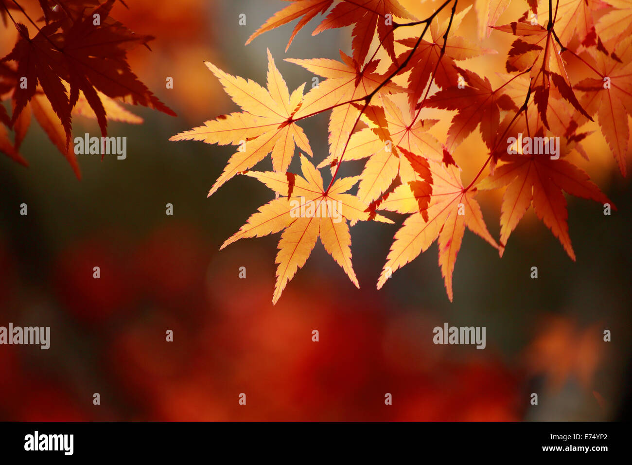Autumn leaves in Japan Stock Photo - Alamy