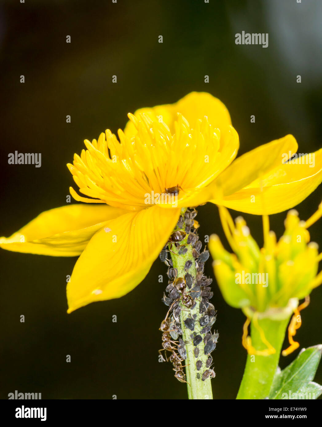 Crowslip hi-res stock photography and images - Alamy