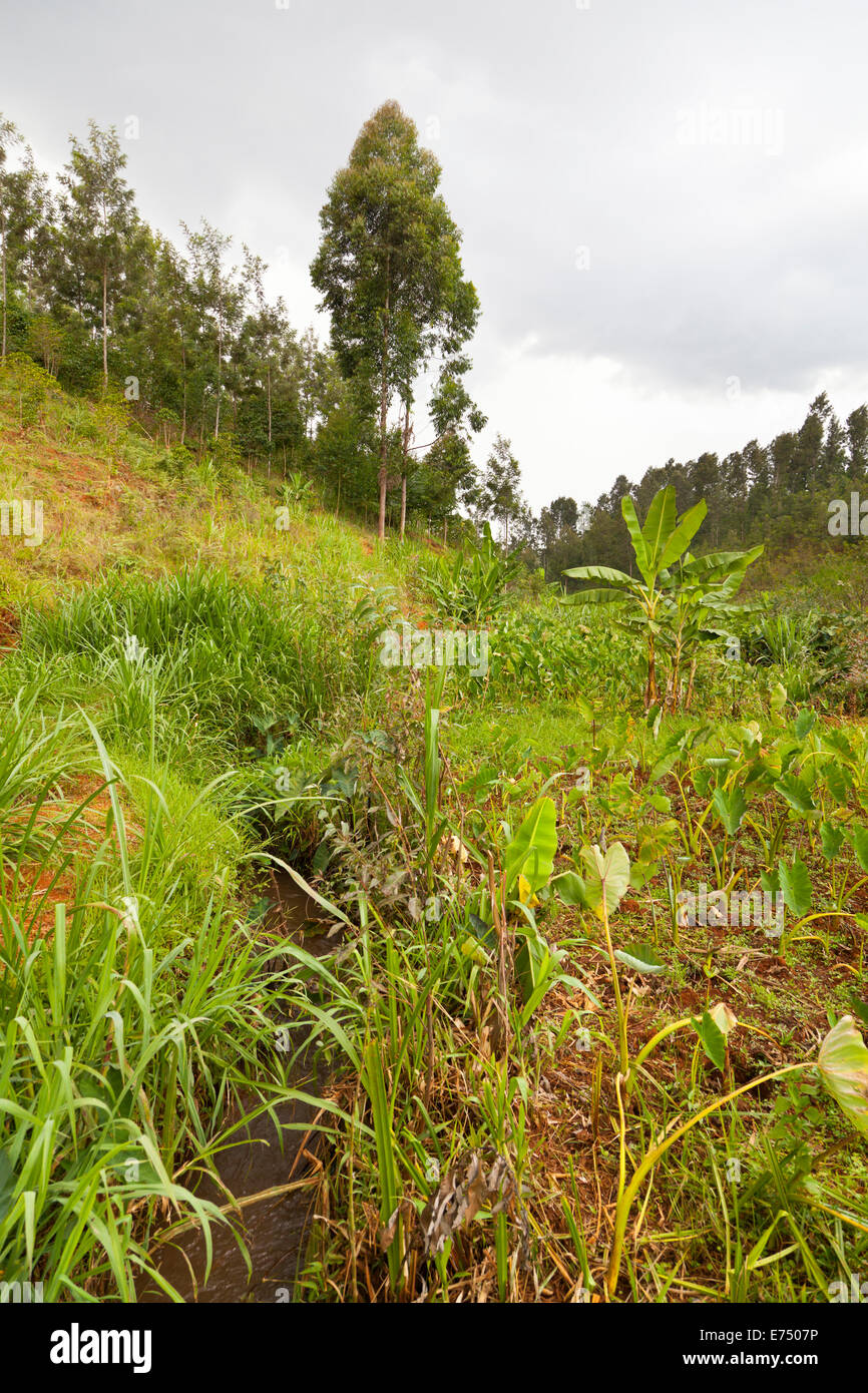 A valley in the green highlands north of Nairobi in Kenya Stock Photo ...