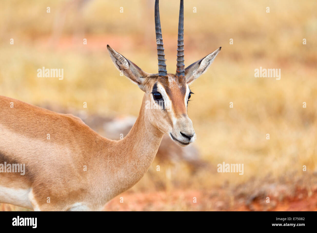 Portrait of a Grant's Gazelle in Tsavo East National Park, Kenya Stock ...