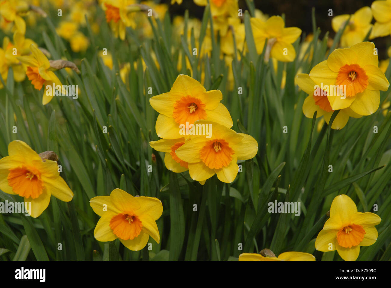 Daffodils in full bloom growing hi-res stock photography and images - Alamy