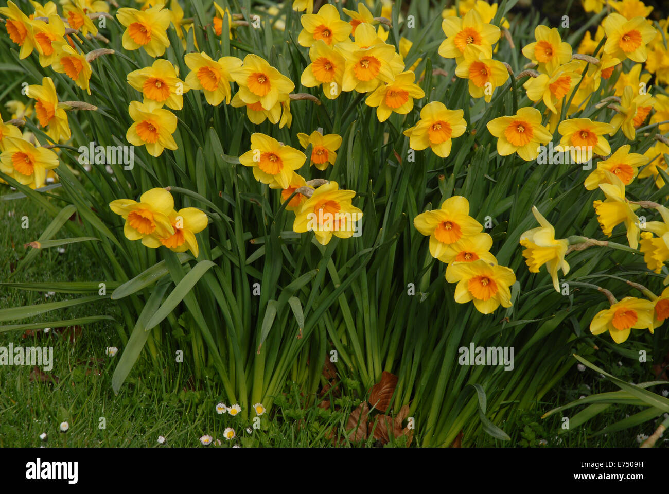 Trumpet shaped centre hi-res stock photography and images - Alamy