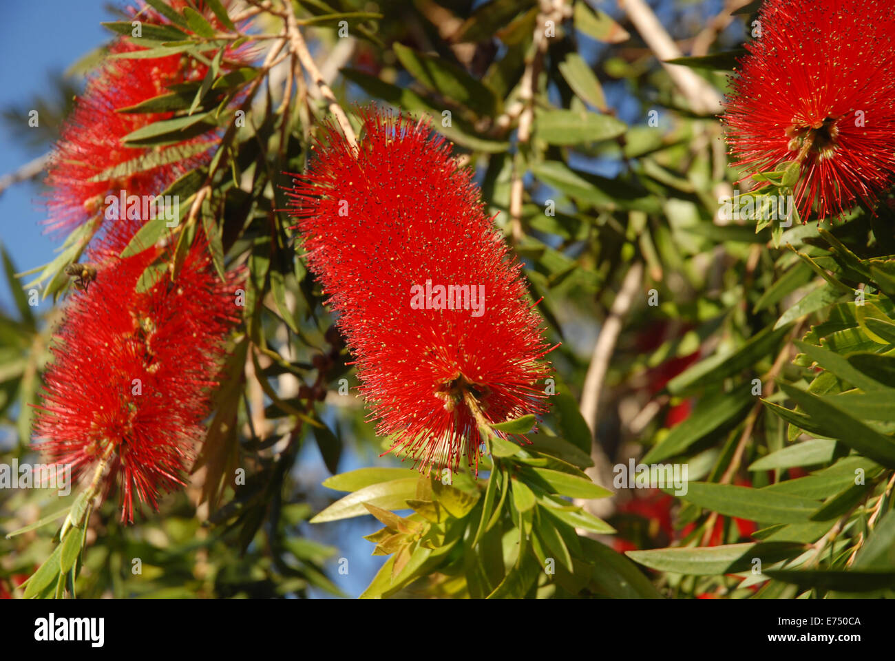 Iconic australian flower hi-res stock photography and images - Alamy