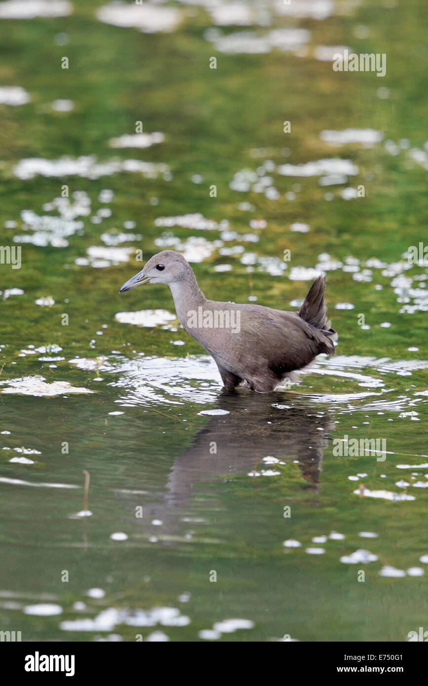 Brown crake hi-res stock photography and images - Alamy