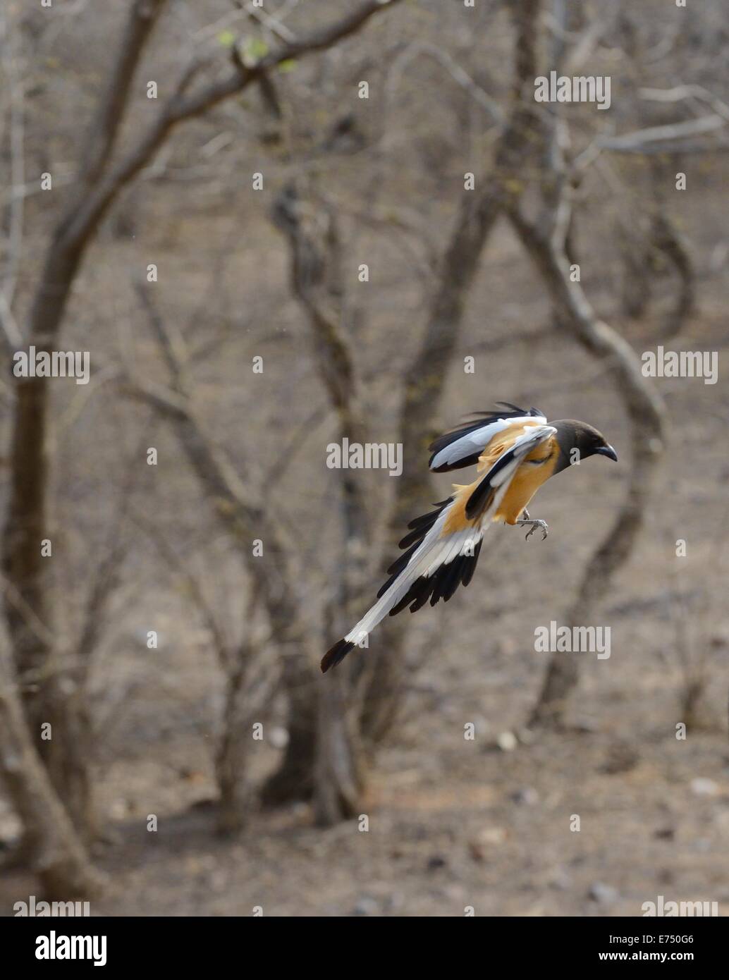 Magpie landing hi-res stock photography and images - Alamy
