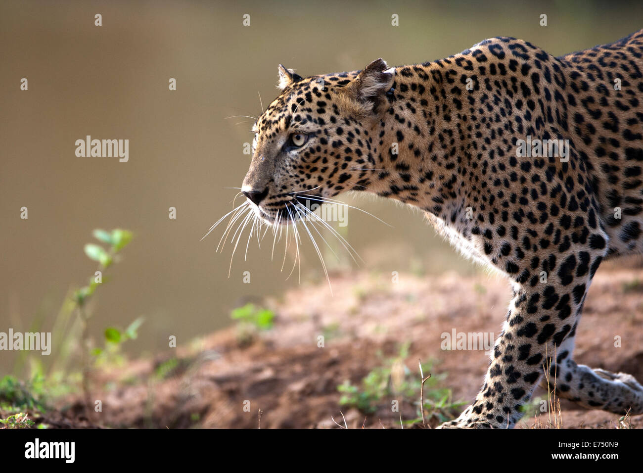 Sri Lankan leopard (Panthera pardus kotiya Stock Photo - Alamy