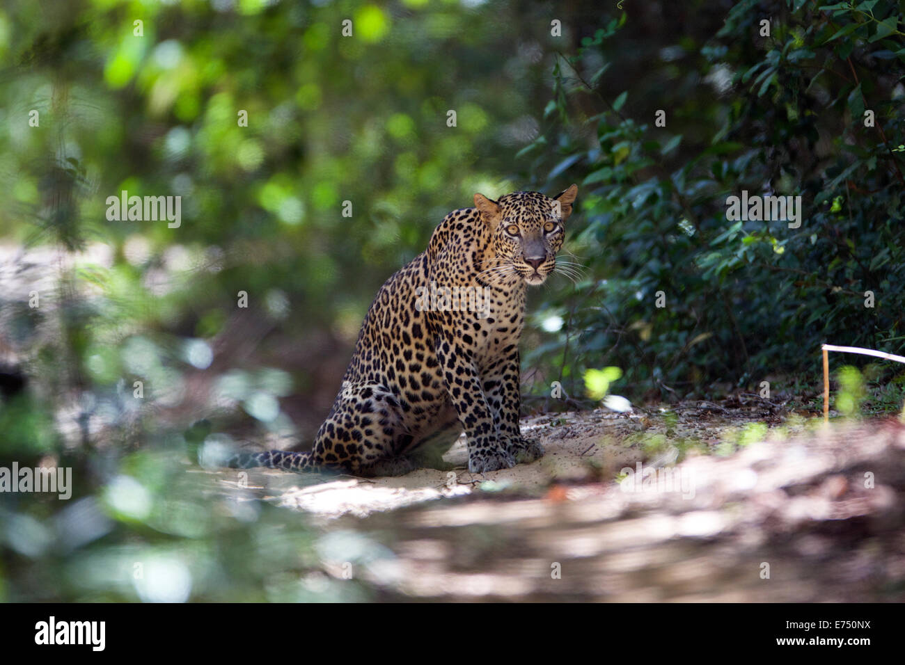 Sri Lankan leopard (Panthera pardus kotiya Stock Photo - Alamy