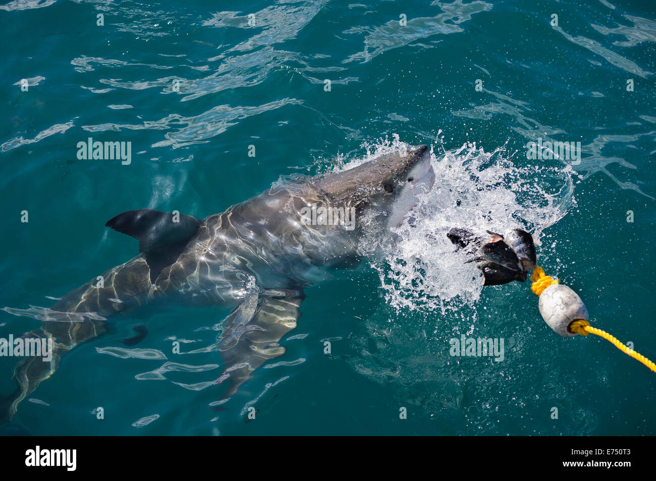 South Africa, False Bay, Shark cage diving, Great White Shark ...