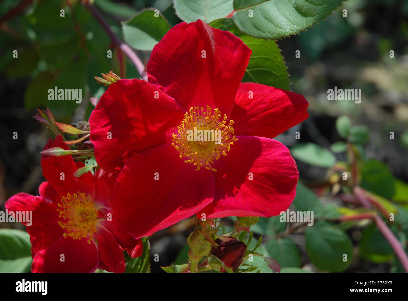 Shrub Rose, Home Run Stock Photo - Alamy