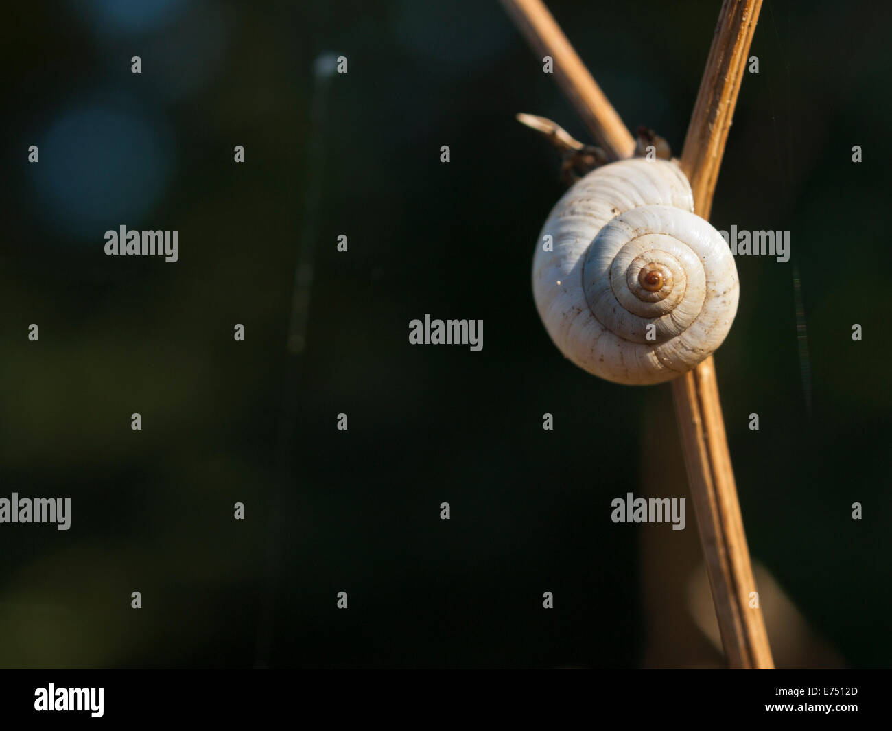 Great ramshorns (Planorbarius corneus) on the grass. Macro, near Dojran ...