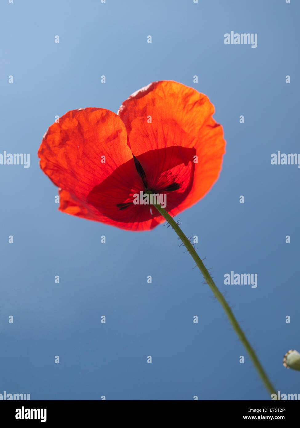 single poppy and sky as the background Stock Photo - Alamy