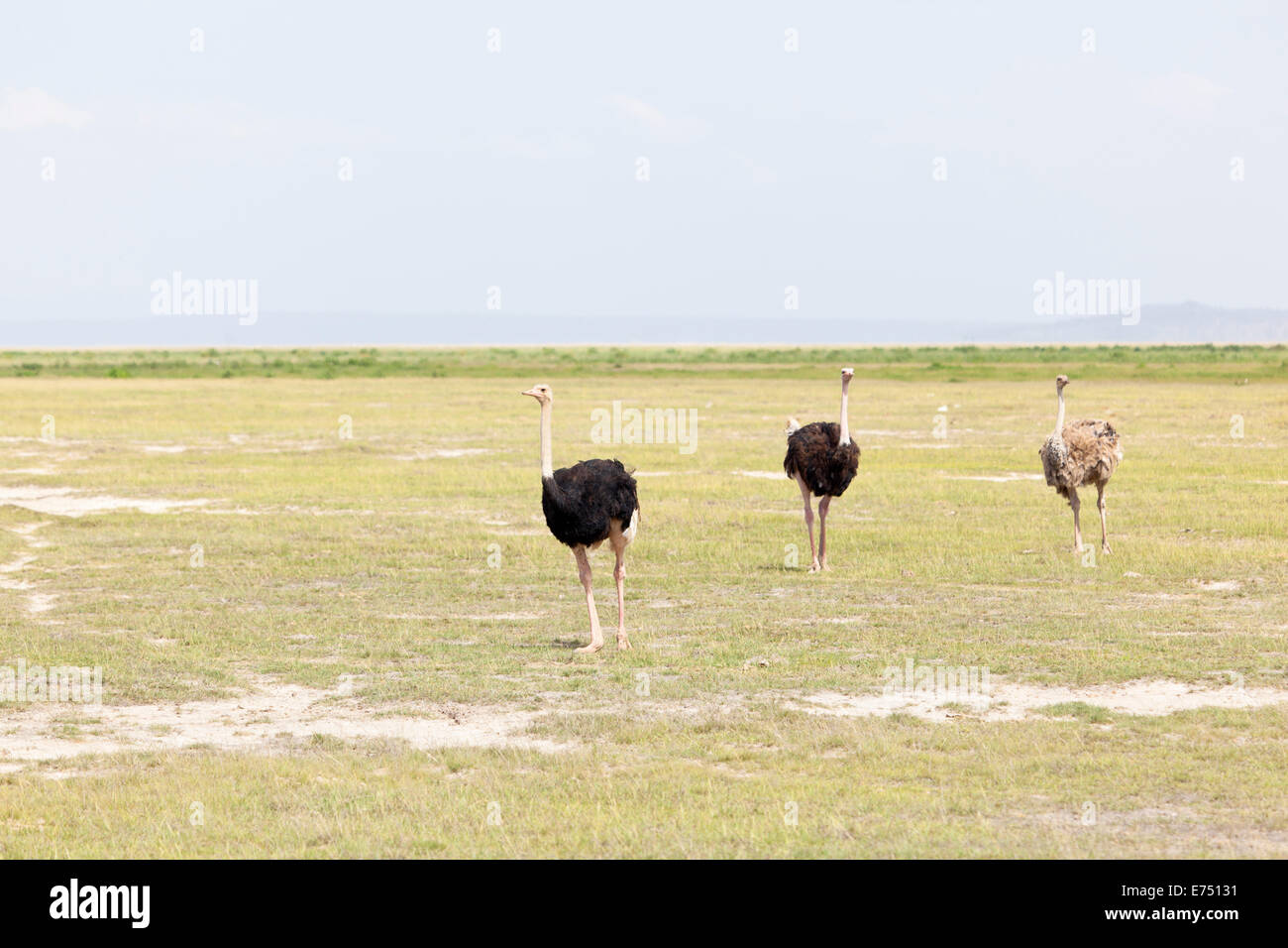 Ostriches in the meadow hi-res stock photography and images - Alamy
