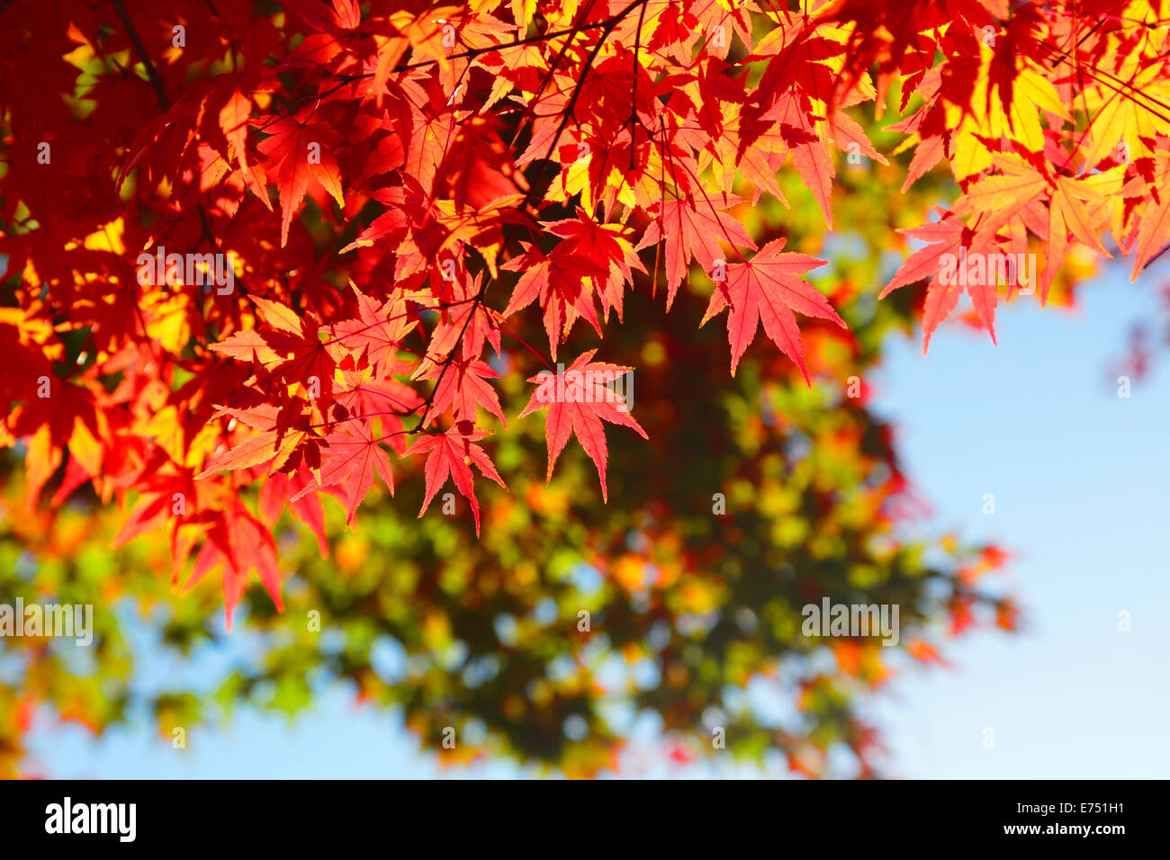Autumn leaves in Japan Stock Photo - Alamy