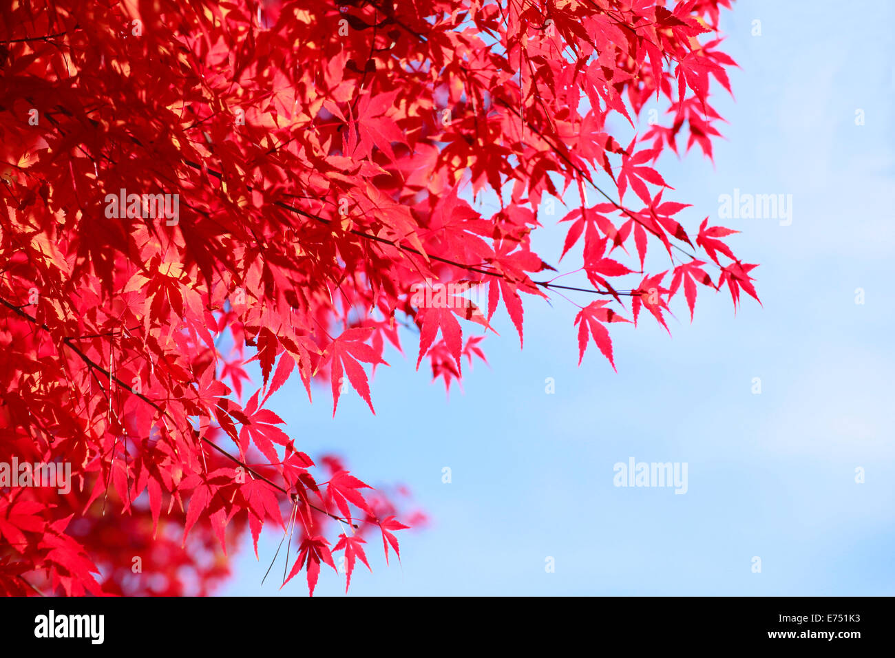 Autumn leaf against blue sky Stock Photo - Alamy