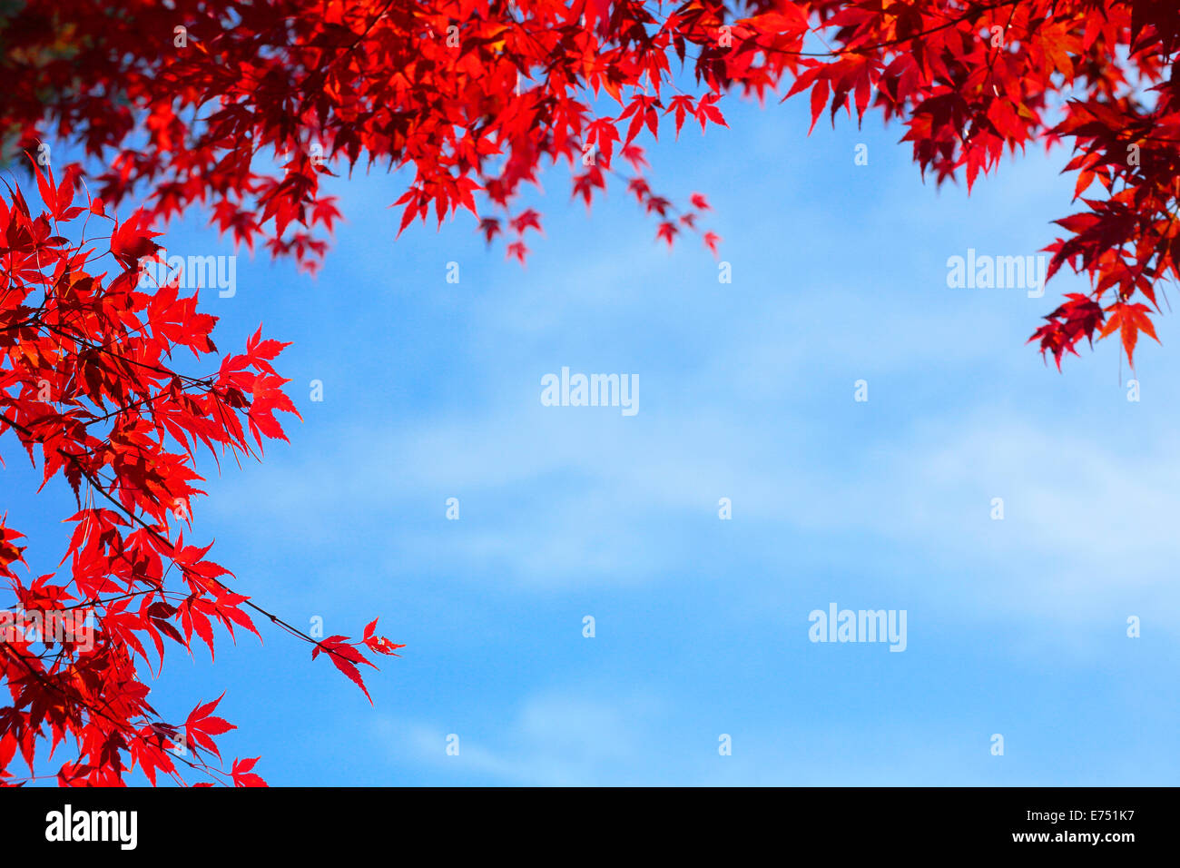 Autumn leaf against blue sky Stock Photo - Alamy